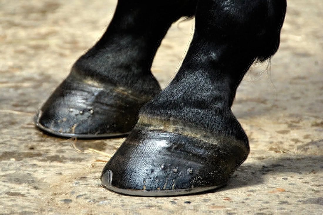 Barefoot Hoof Health Blog | Mad Barn