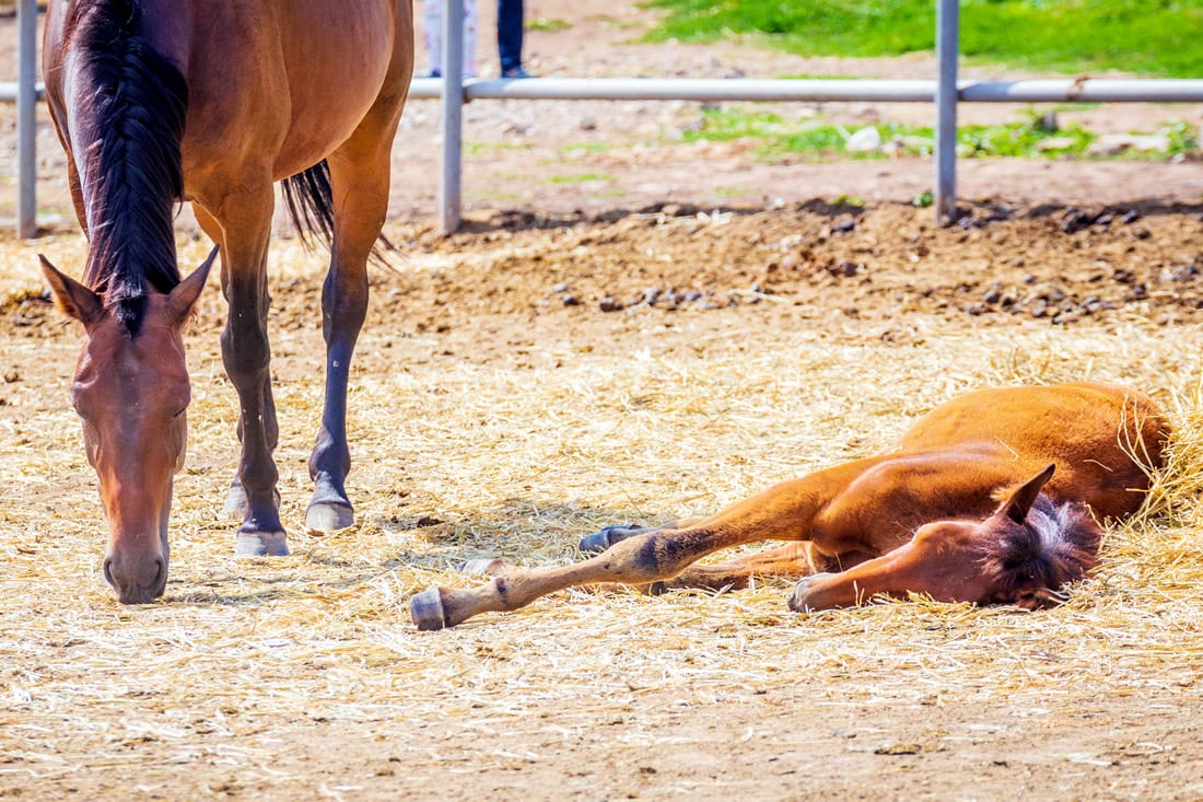 Neonatal Isoerythrolysis in Foals: Causes, Treatment & Prevention | Mad Barn