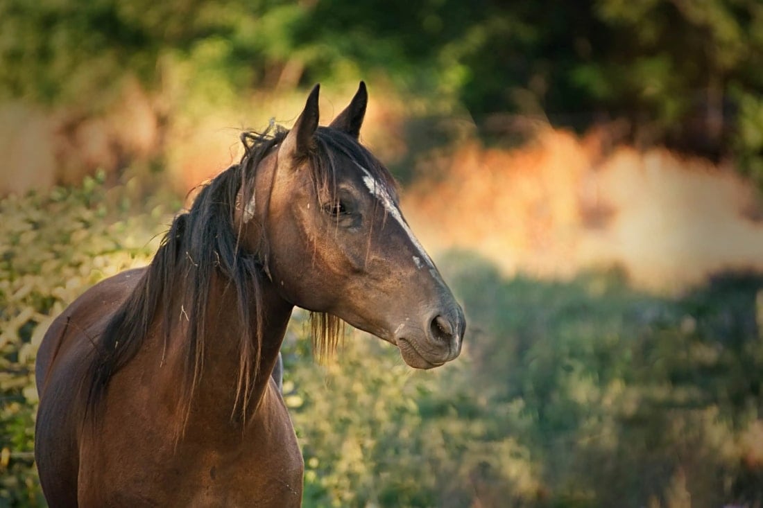 Criollo Horse Breed Guide: Characteristics, Health & Nutrition | Mad Barn
