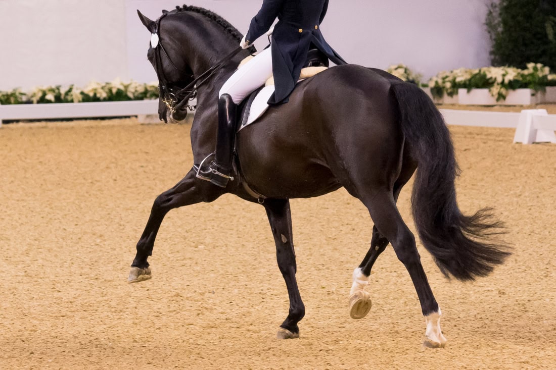 Equestrian Dressage: History, Competition & Rules – [Discipline Guide ...