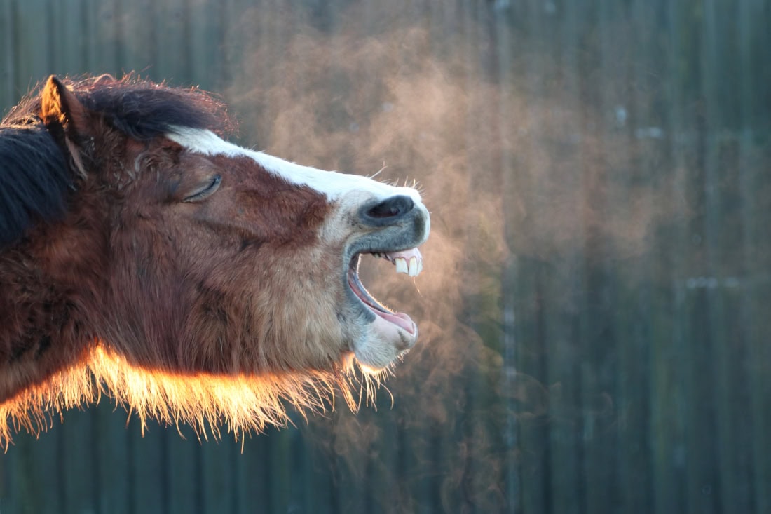 Equine Herpesvirus-1 Myeloencephalopathy (EHM) in Horses: The ...