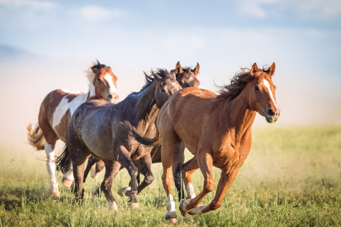 Non-Steroidal Anti-Inflammatory Drugs (NSAIDs) Toxicosis in Horses ...
