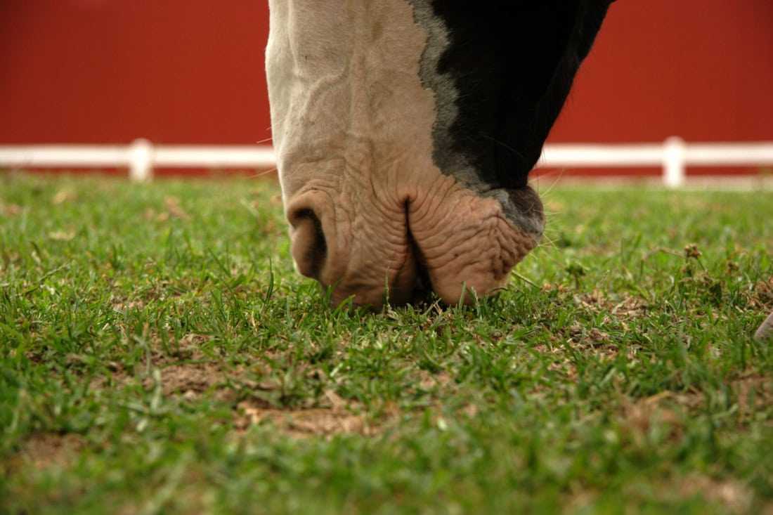 Vesicular Stomatitis in Horses: Causes, Transmission & Prevention | Mad ...