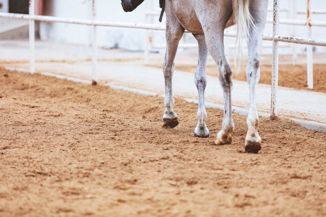 16 maladies de peau fréquentes chez les chevaux : identification et ...