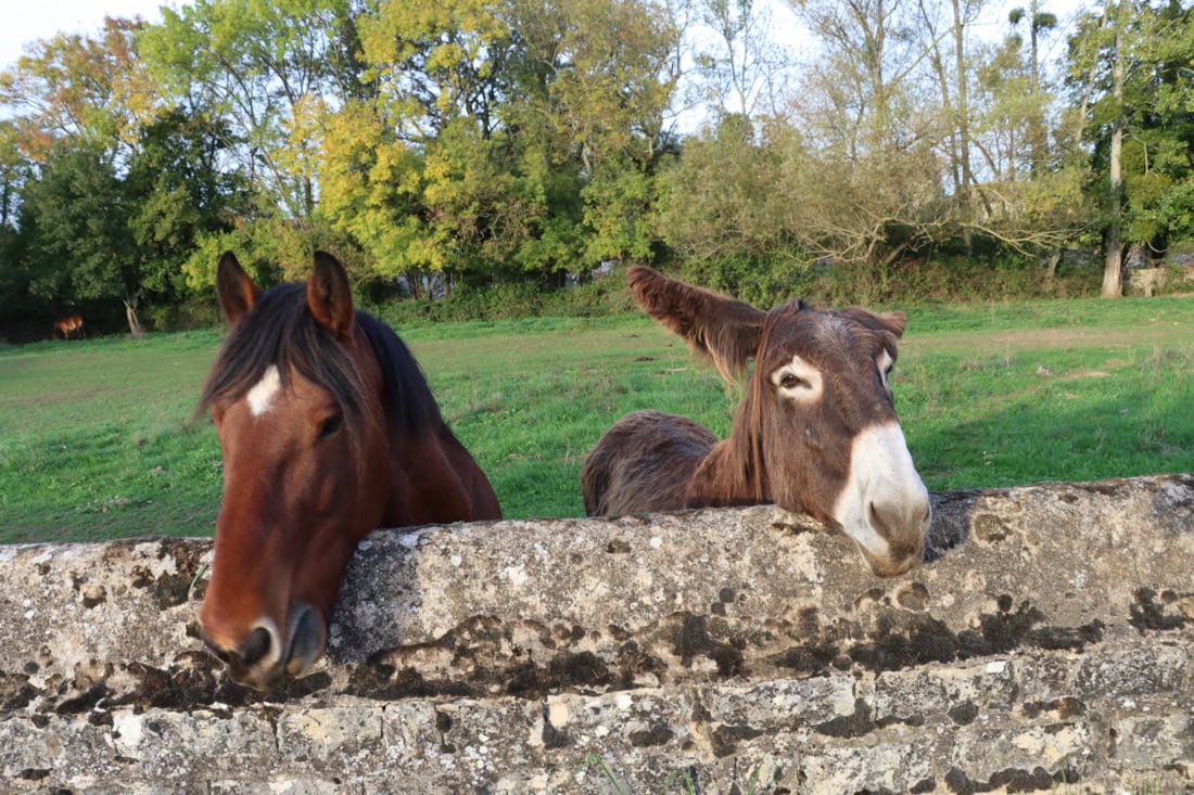 Glanders (Farcy) in Horses: Transmission, Symptoms, & Prevention | Mad Barn