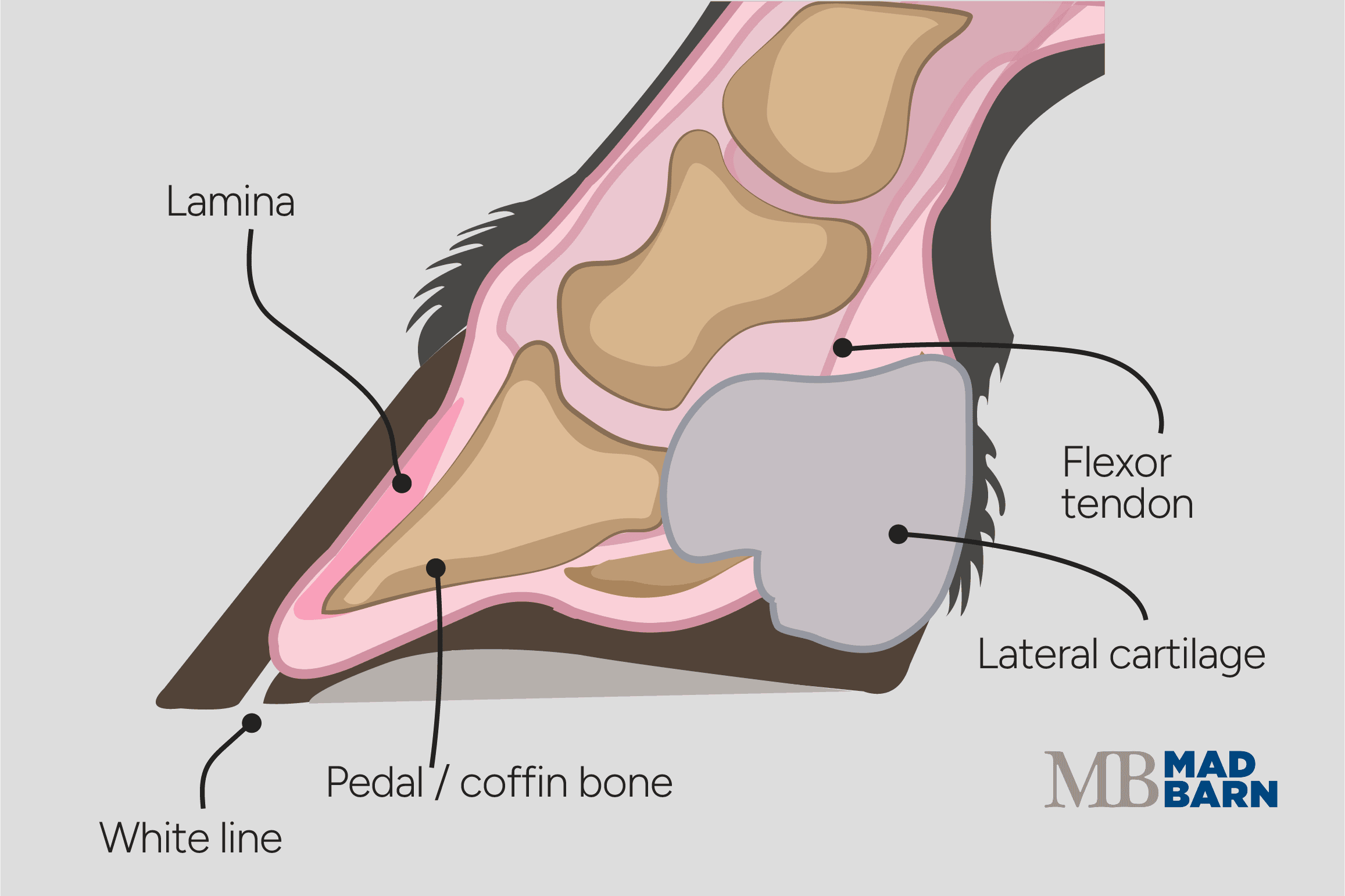 Quittor (Collateral Hoof Cartilage Infection) in Horses: Risk Factors ...