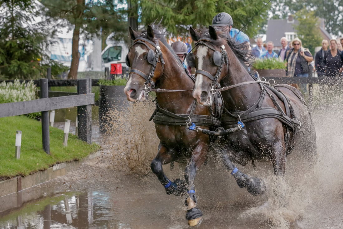 Para Equestrian: History, Competition & Rules: [Discipline Guide] | Mad ...