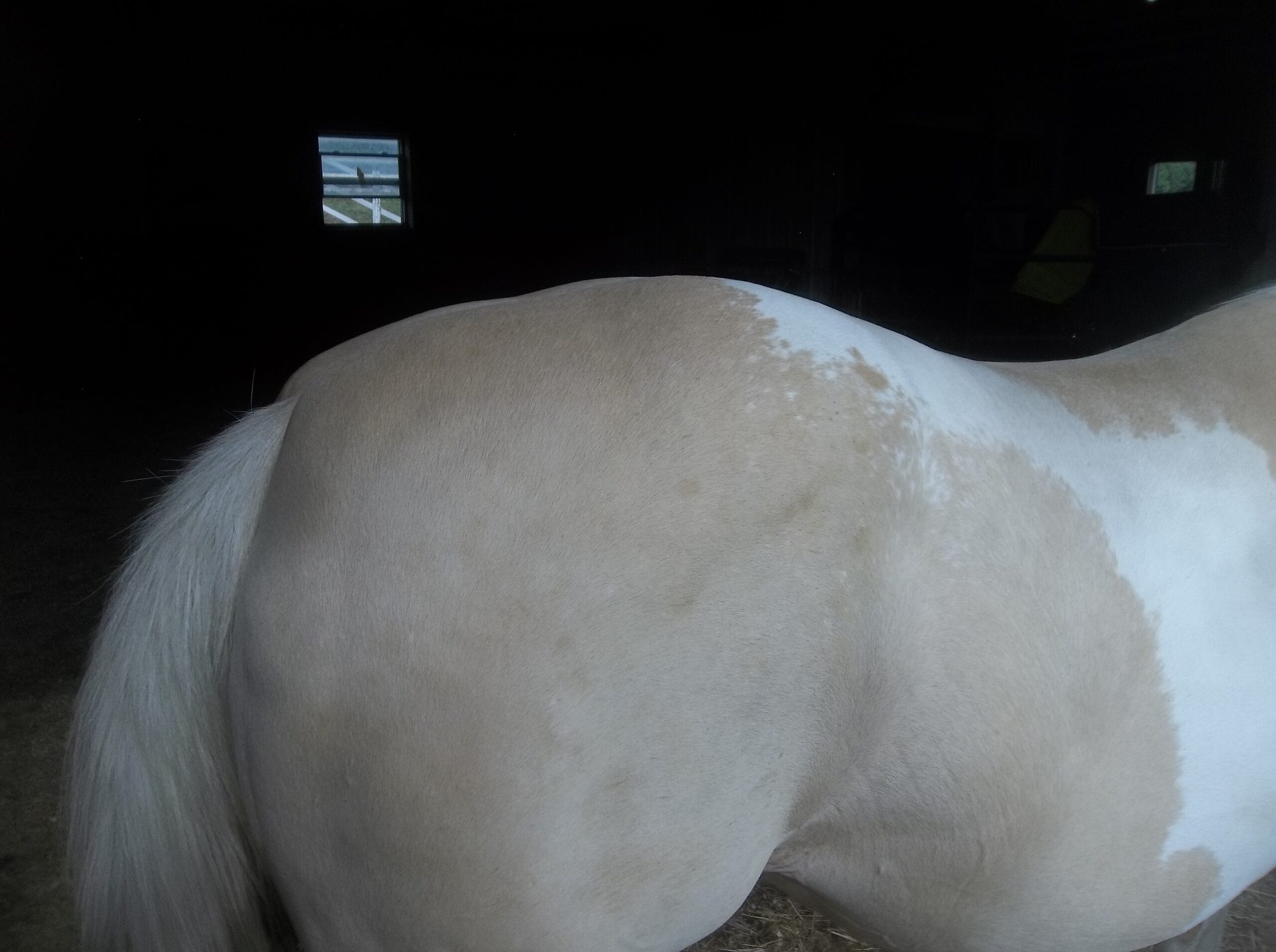 Case Study: Improving Body Condition and Hoof Quality in 2 Laminitic ...