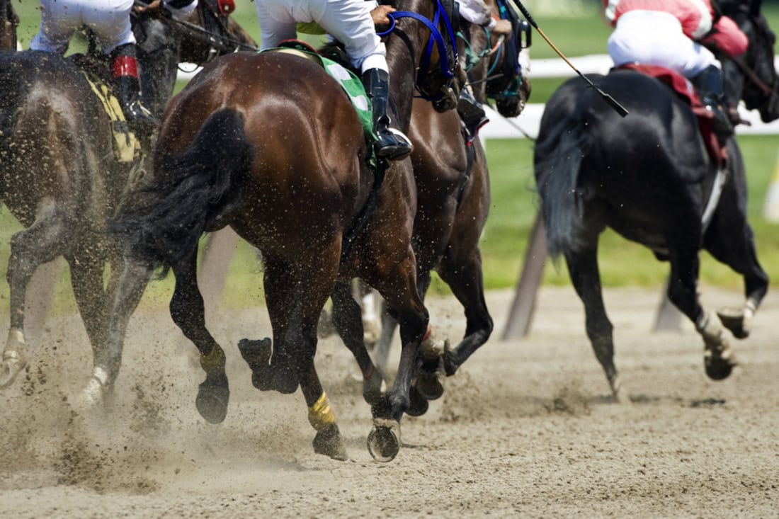 12 Most Common Injuries in Racehorses: Risk Factors, Treatment ...