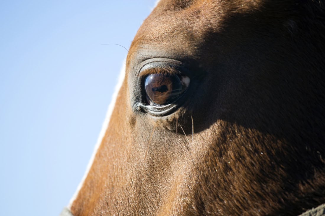 Conjunctivitis (Pink Eye) in Horses: Causes, Treatment & Prevention ...