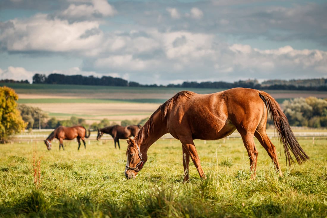How to Feed a Forage-Based Diet for Horses – [Management Guide] | Mad Barn