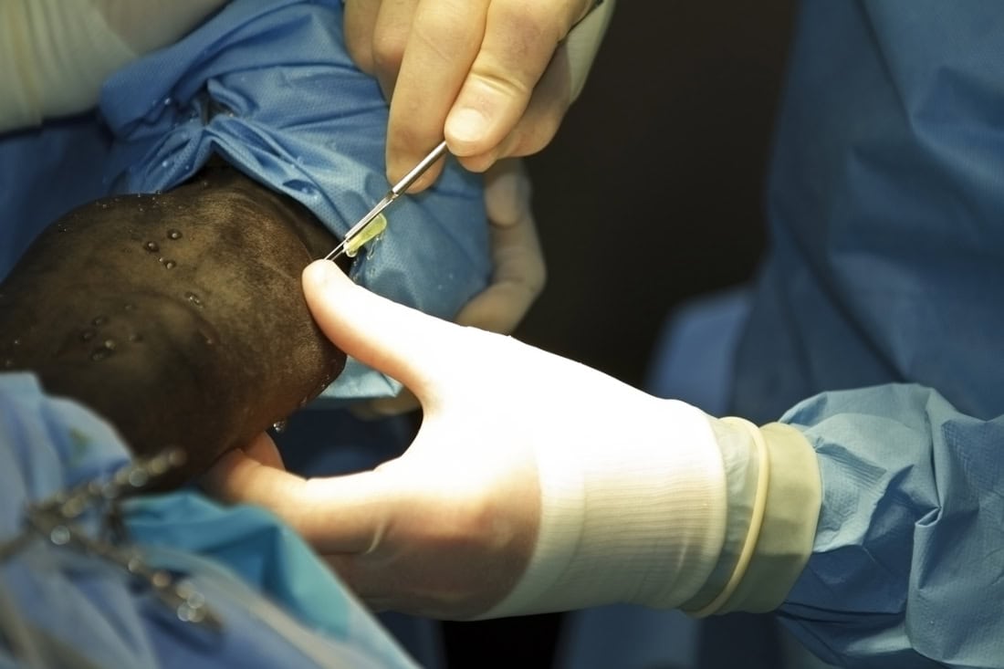 General Anesthesia for Horses: Procedures, Uses & Risks – [Medication ...