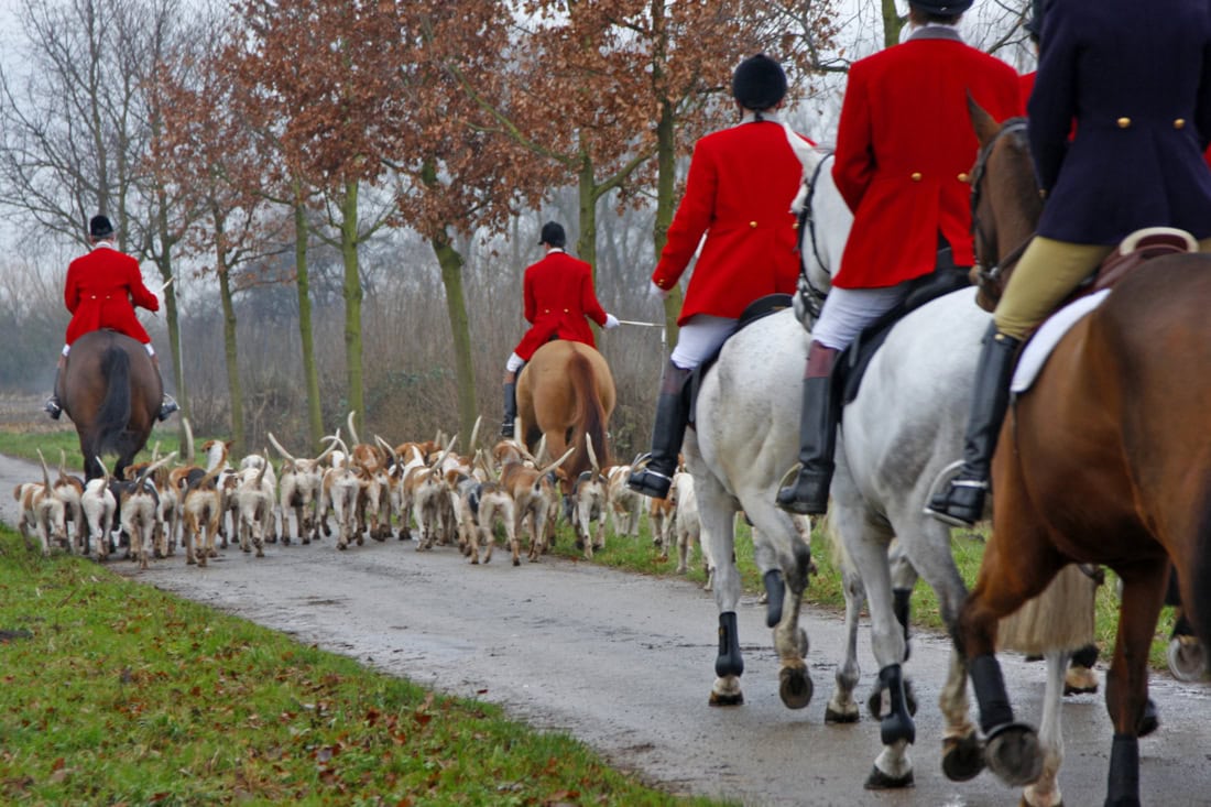 Fox Hunting on Horses: History, Procedures & Organizations – [Discipline Guide] | Mad Barn