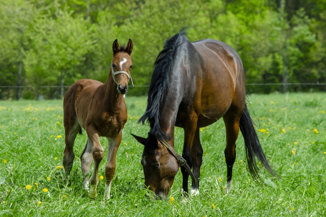When to Geld My Horse? Castration Procedure, Complications & Aftercare ...