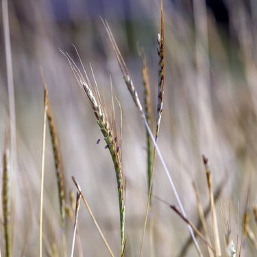 Migrating Grass Awns (Foxtails) in Horses: Symptoms, Treatment ...