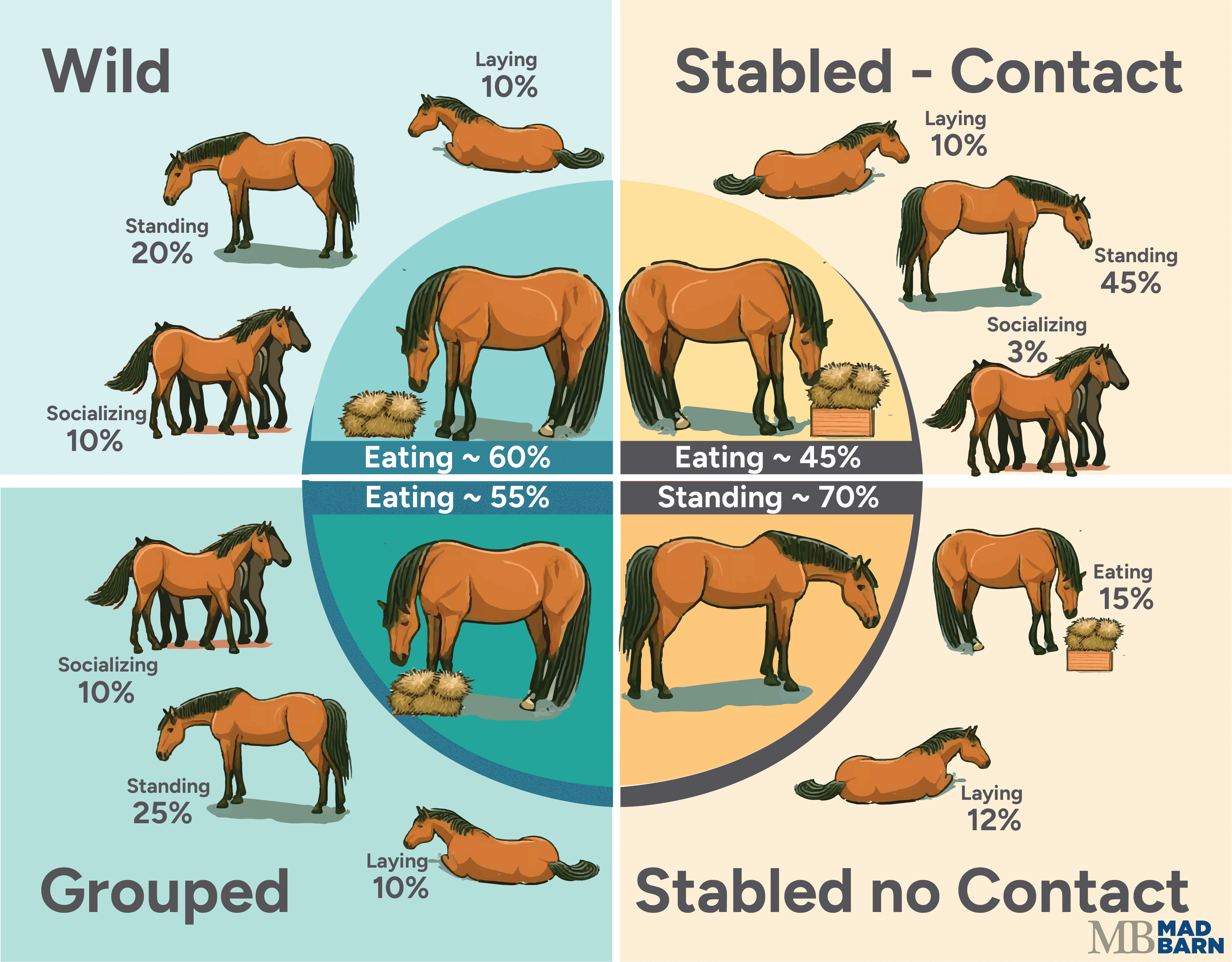 Wild Horses vs. Domestic Management: Behavior, Diet & Health | Mad Barn