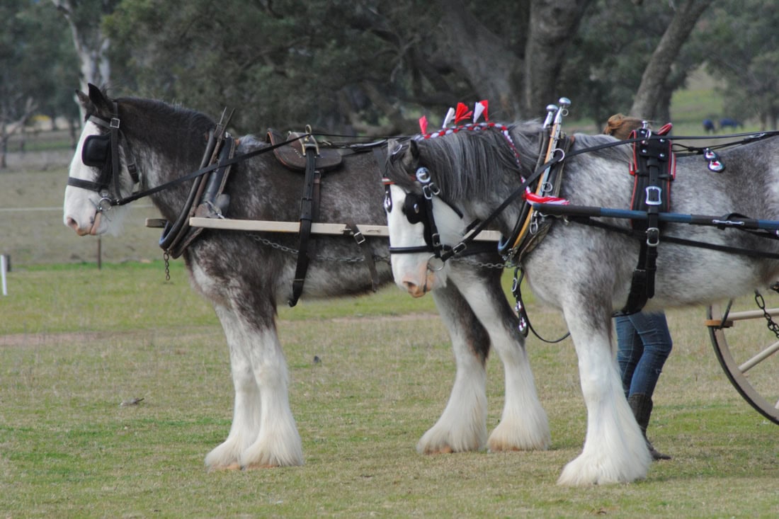 Legendary Draft Horses: The Most Famous Gentle Giants in History | Mad Barn