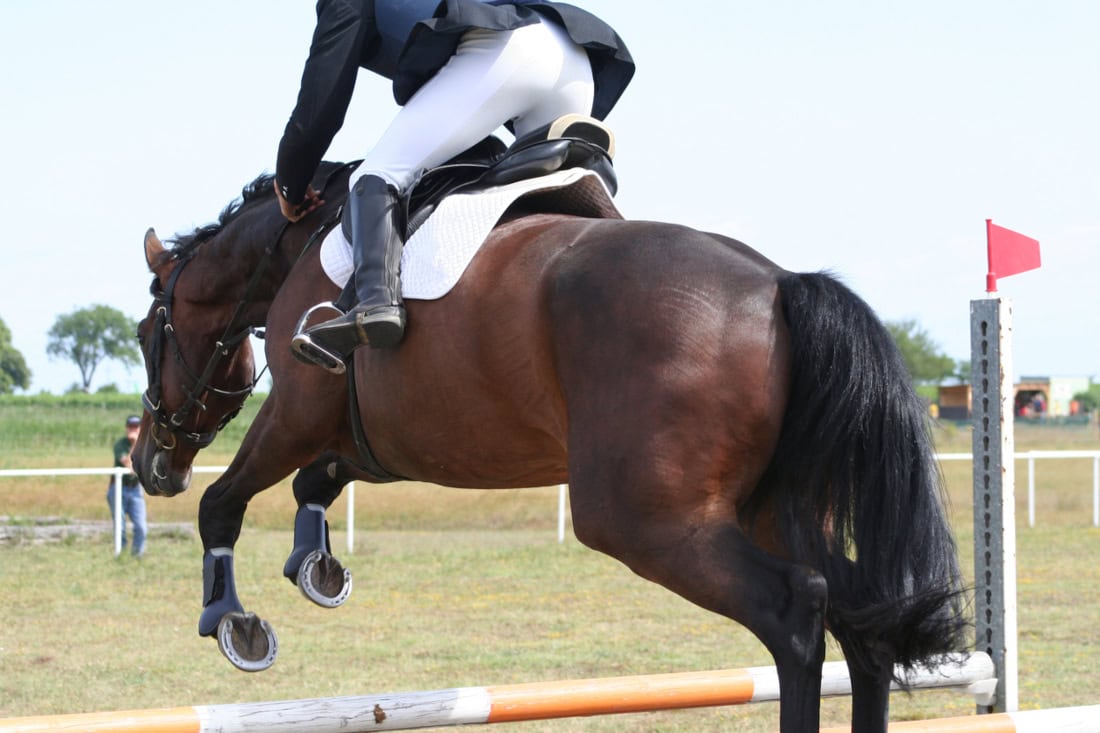 Les osselets (l’arthrite du boulet) chez les chevaux : causes, facteurs ...