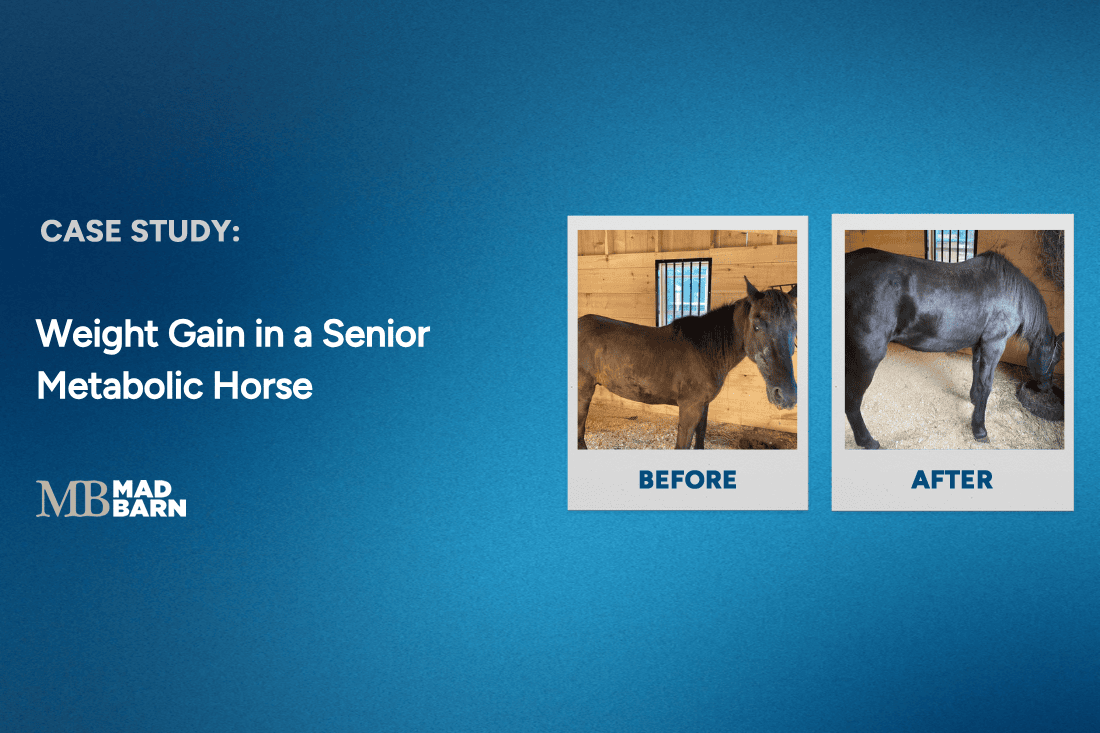 “Roach Back” in Horses: Causes, Treatment & Prevention of Equine ...