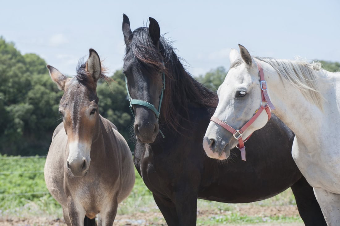 Horses vs. Mules vs. Donkeys: Differences in Care, Temperament & Uses | Mad Barn