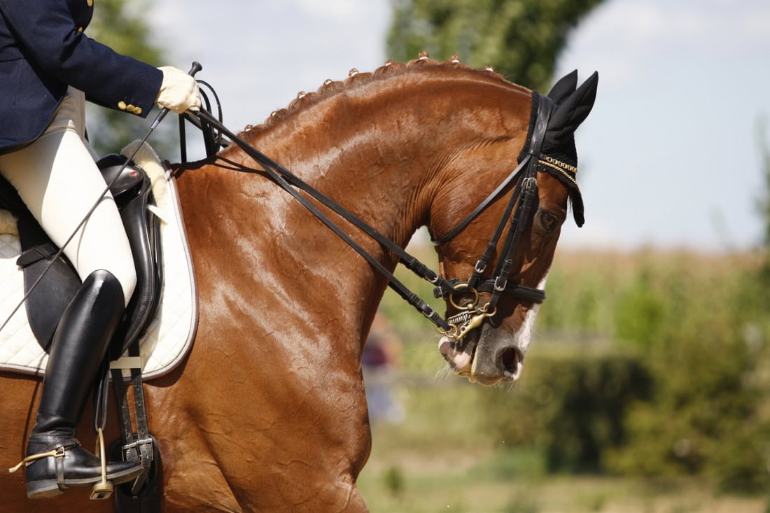 Comprendre le rollkur : bien-être du cheval et pratiques d’entraînement ...