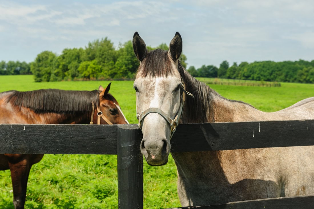 Understanding the Horse’s Brain: Anatomy, Function & Related Diseases ...