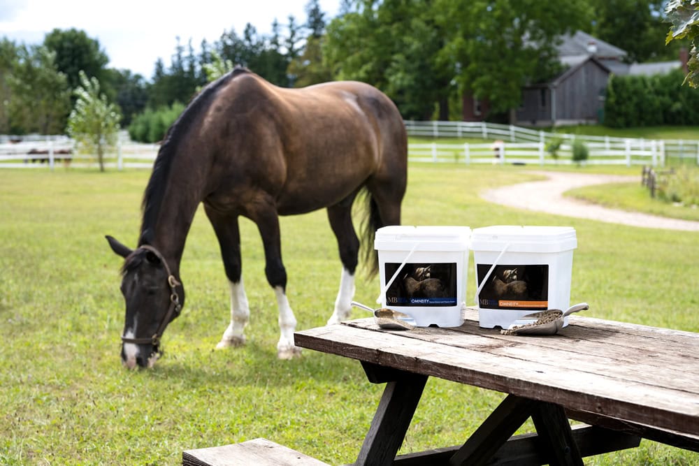 Buy Horse Supplements Online - Made in Canada | Mad Barn