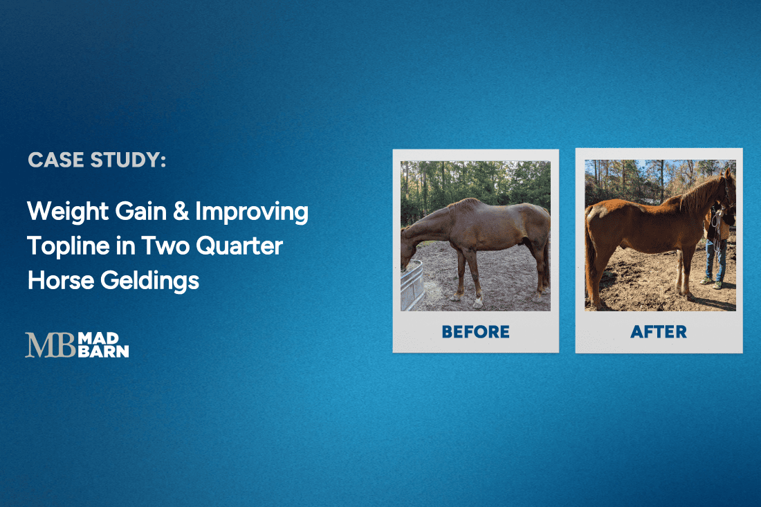Case Study: Weight Gain and Improving Topline in Two Quarter Horse Geldings | Mad Barn