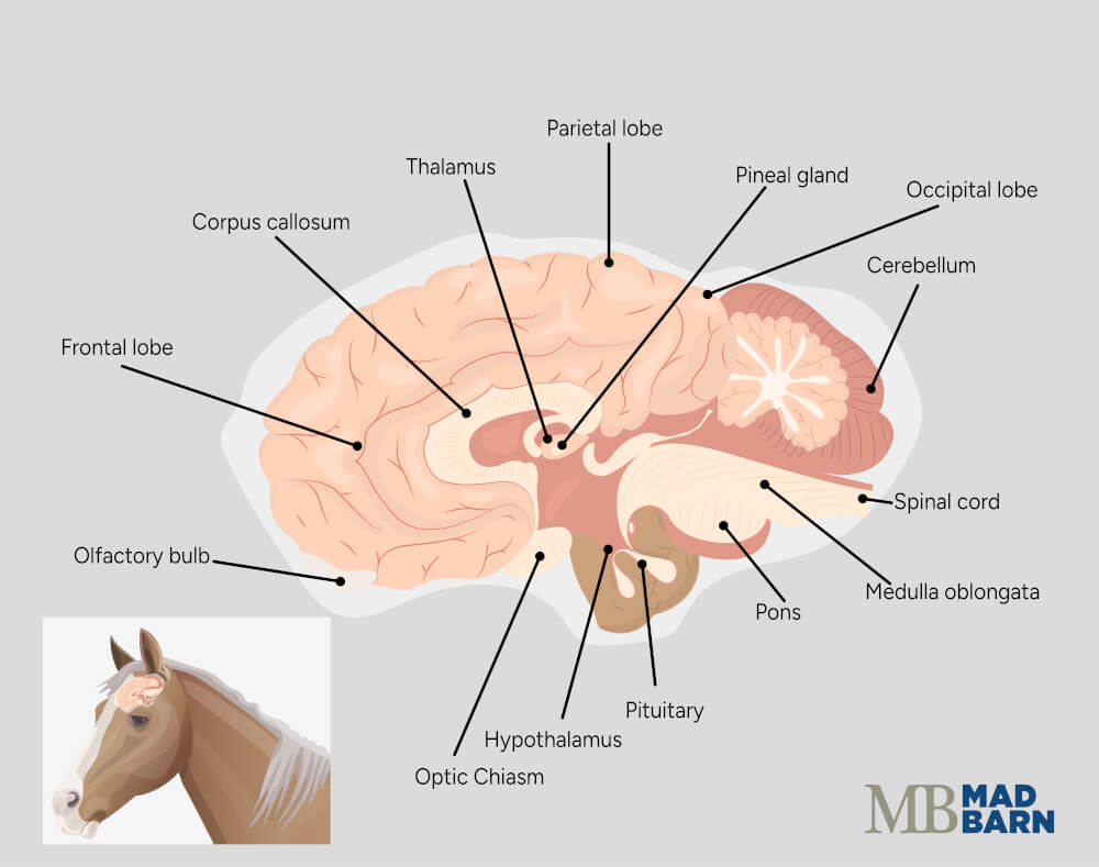 Understanding the Horse’s Brain: Anatomy, Function & Related Diseases ...