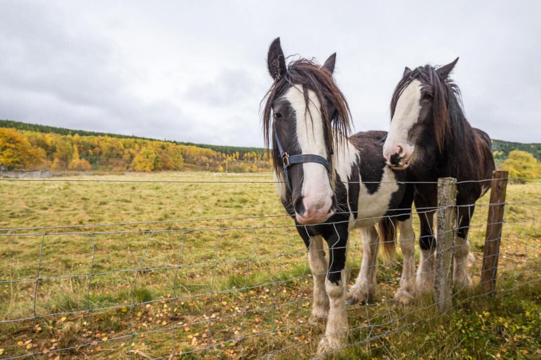 5 Types of Coffin Bone Lameness in Horses: Preventing Equine Distal ...