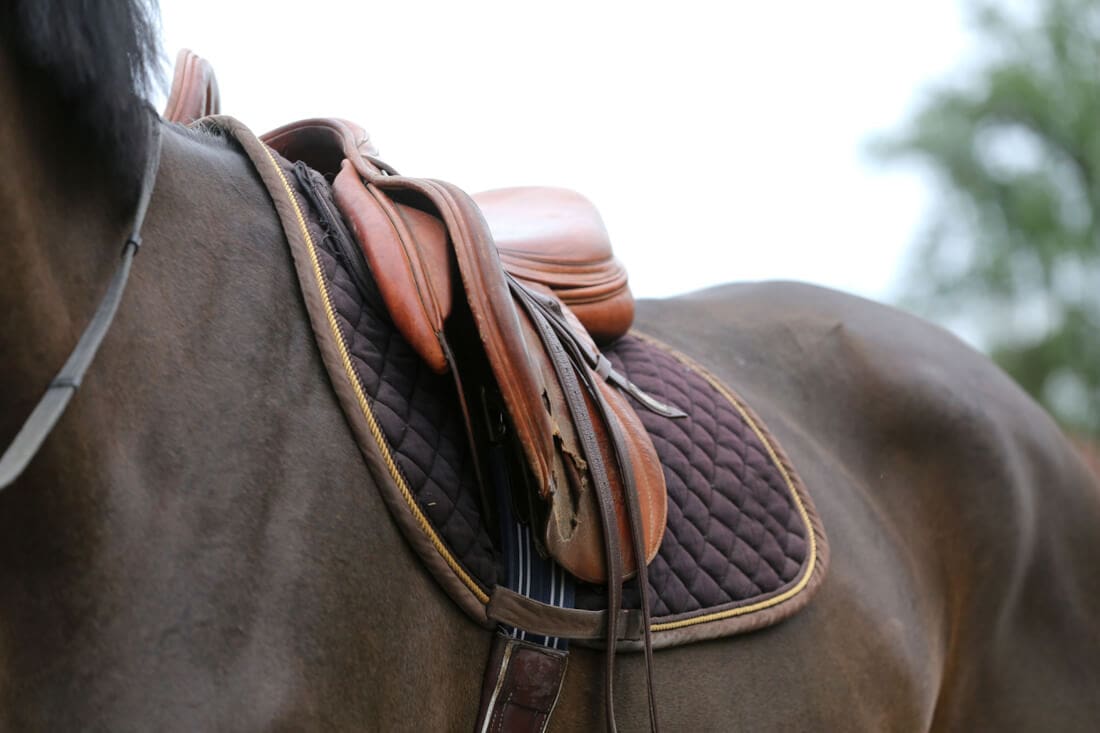 Complete Guide to English Saddle Pads: Sizing, Materials & Role in ...